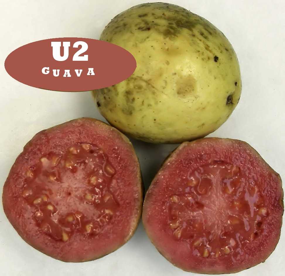U2gigs.com cover » Audio » Compilations » 01 - Fruit Remixes